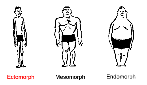 body-type-chart-ectomorph – Gymnastics Coaching.com
