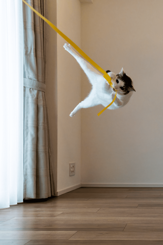 cat acrobat 😀 – Gymnastics Coaching.com